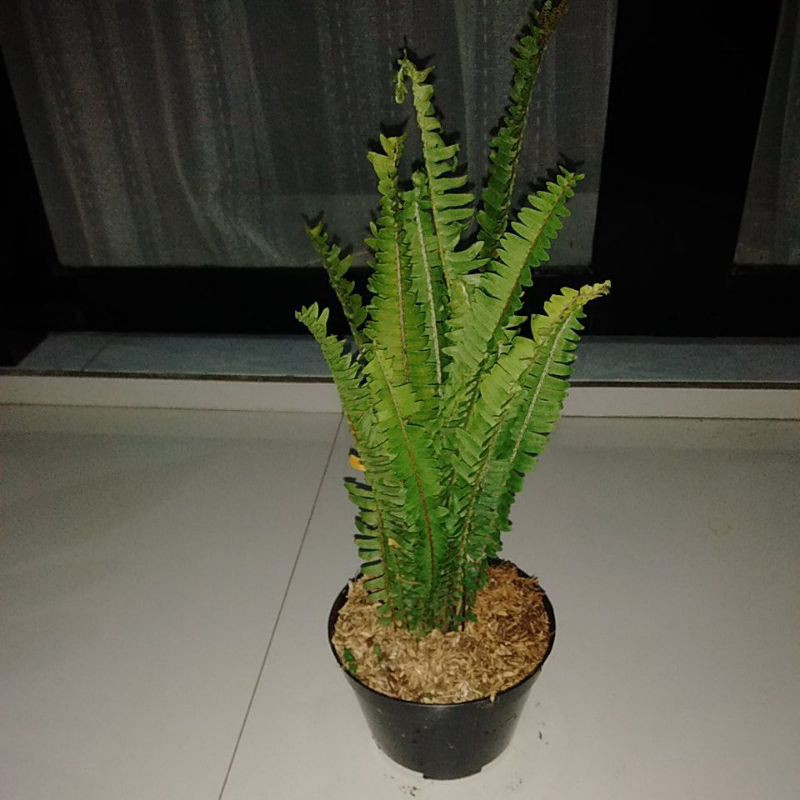Jual tanaman pakis kelabang | Shopee Indonesia