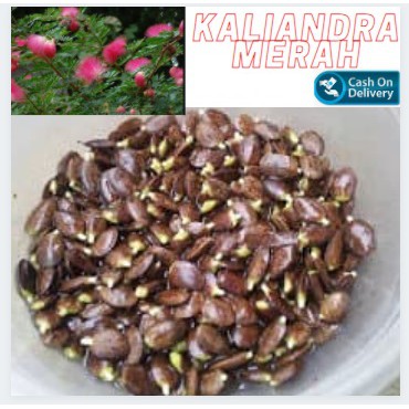 Jual Kaliandra Surinamensis Bunga Merah Hijauan Pakan Ternak TERBAIK ...