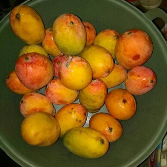 Jual Buah Mangga Podang Asli Kediri Manis Cantik Segar Pelem Gunung 1 ...