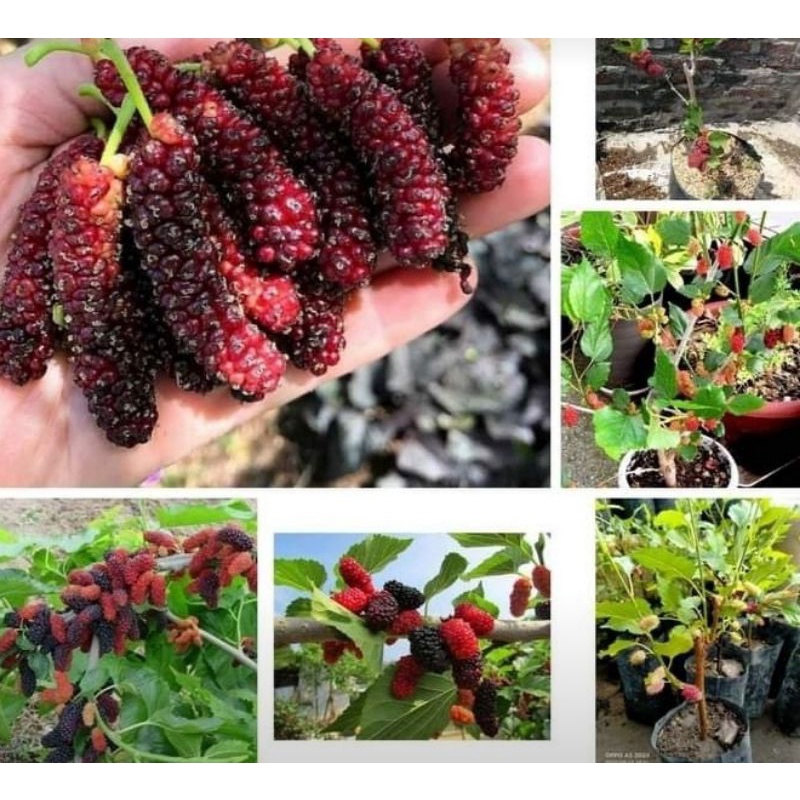 Jual Bibit murbai murbay KONDISI SUDAH BERBUAH full akar | Shopee Indonesia