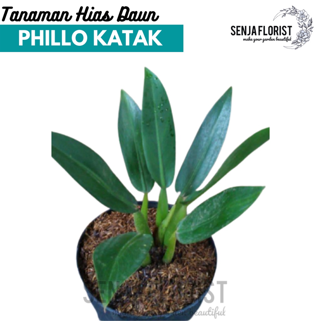 Jual Tanaman Hias Philodendron Martianum - Philo Katak (kecil) | Shopee ...