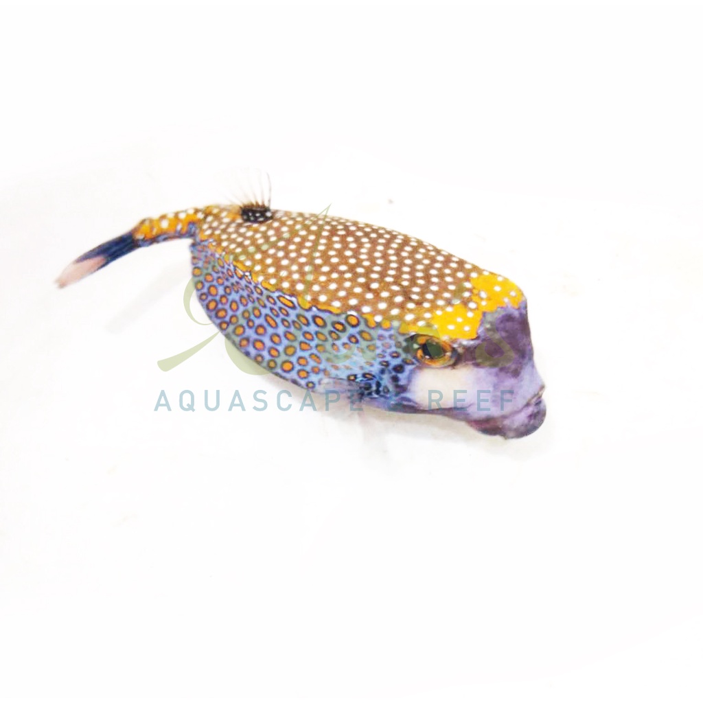 Jual Ikan Air Laut Buntal Koper Biru (White Spotted Blue Boxfish ...