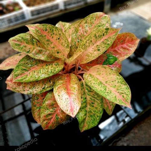 Jual Ayu Green( Tanaman Hias aglaonema / Aglonema ) | Shopee Indonesia