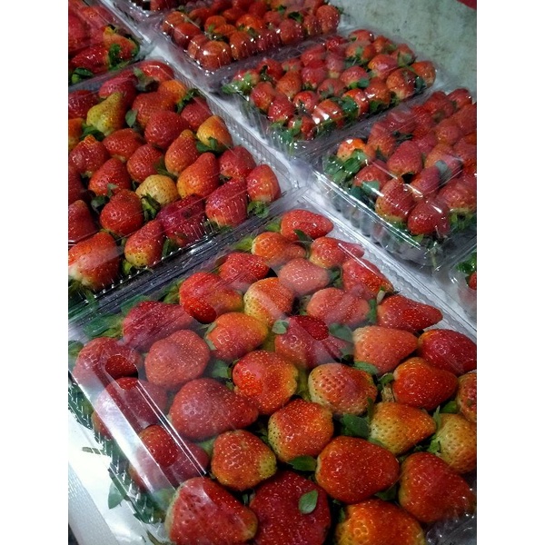 Jual StrawbeRRy 1 Kg Terlengkap & Harga Terbaru Mei 2026 | Shopee Indonesia