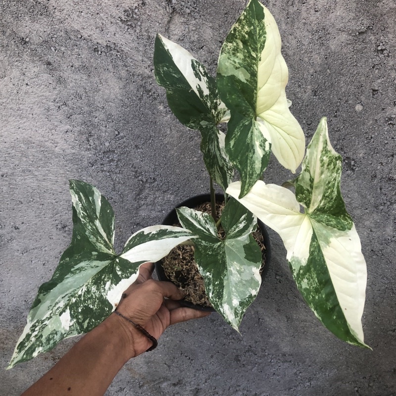 Jual SYNGONIUM VARIGATA - ALBO VARIEGATA | Shopee Indonesia