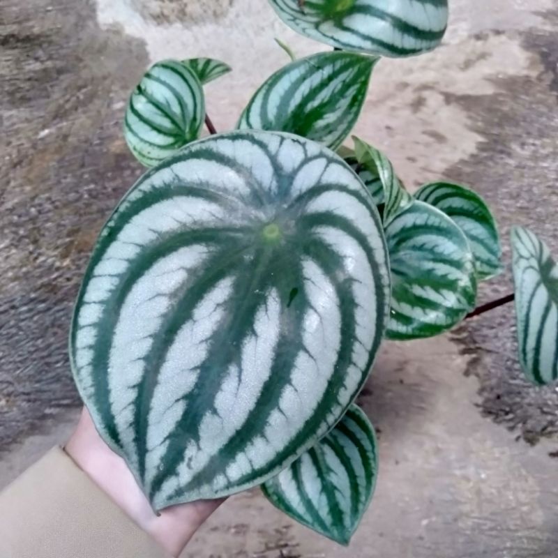Jual tanaman hias daun difoto peperomia watermelon daun jumbo rimbun ...
