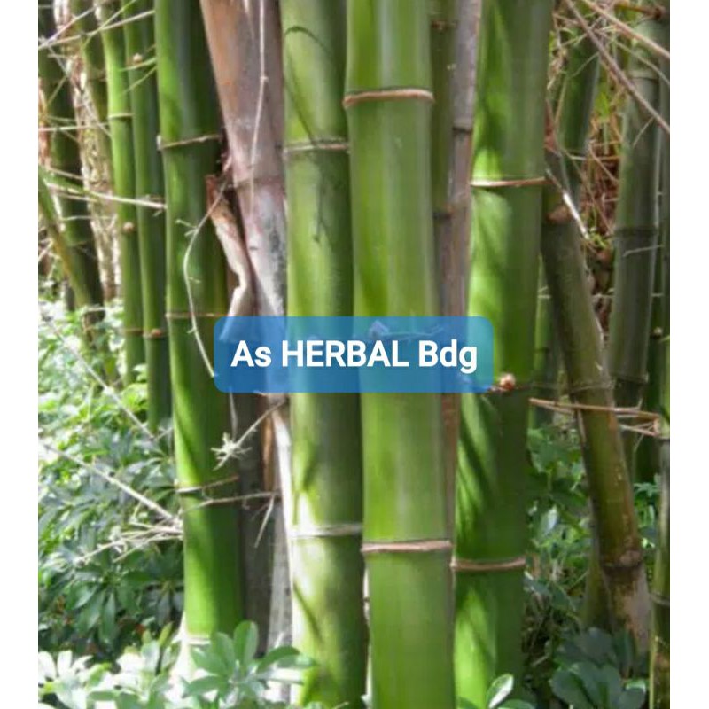 Jual Bibit bambu hijau atau bambu aur bambu ampel original-az | Shopee ...