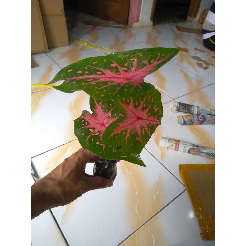 Jual caladium,keladi api. | Shopee Indonesia