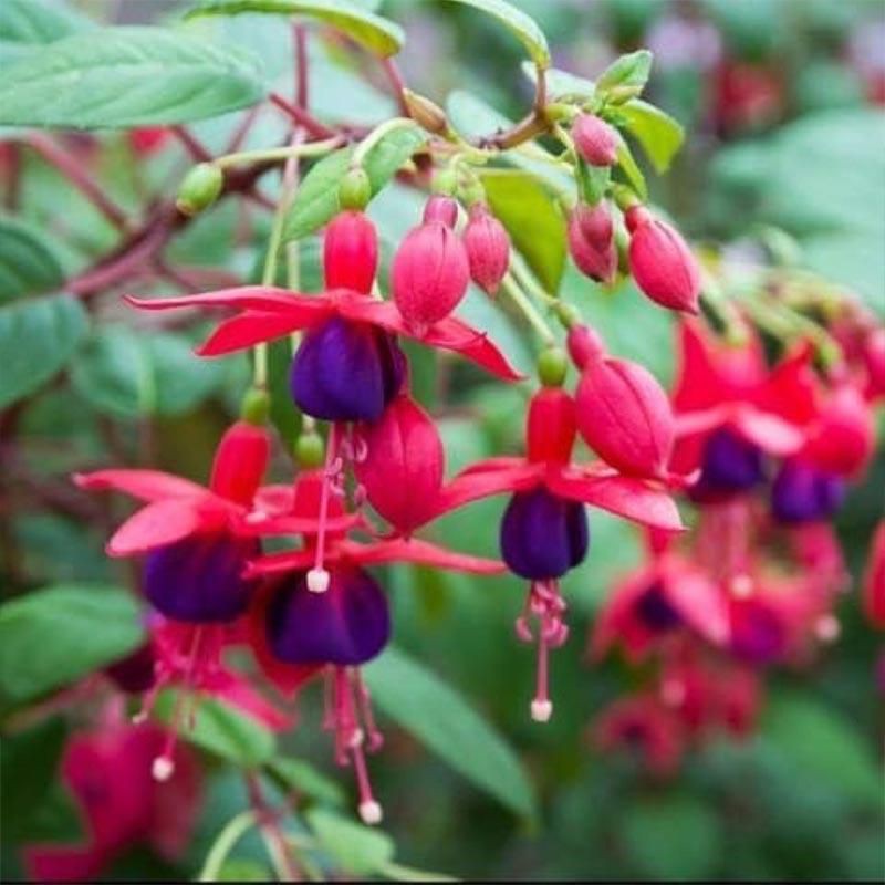 Jual TANAMAN HIAS BUNGA ANTING-ANTING INDIA /Fuchsia magellanica ...