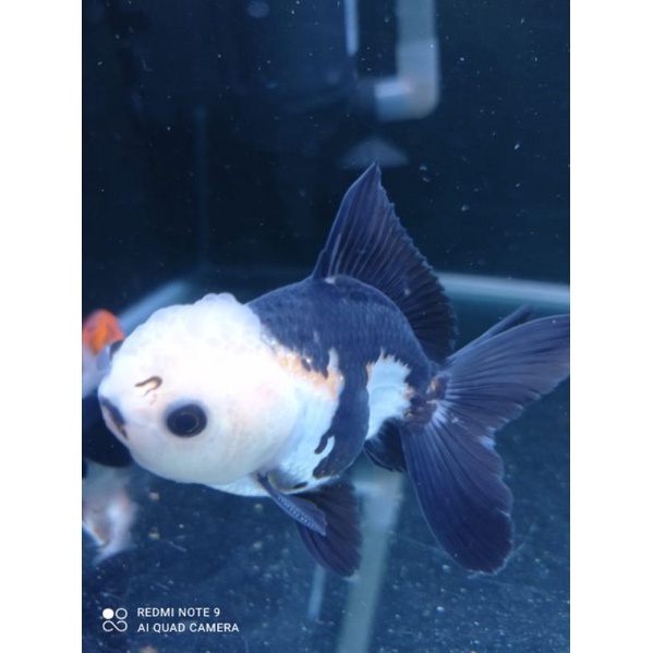 Jual Oranda panda Ikan hias mas koki fancy goldfish | Shopee Indonesia