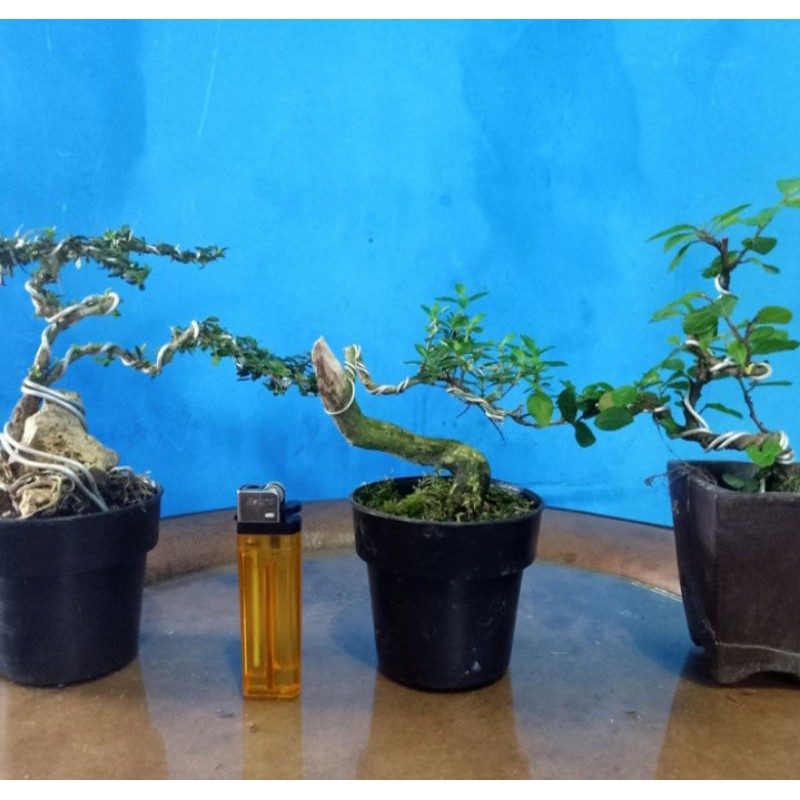 Jual paket 3 bonsai mini tanaman hias pohon bonsai mini | Shopee Indonesia