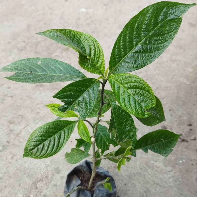 Jual bibit keji beling sudah hidup kejibeling keci beling pecah beling ...