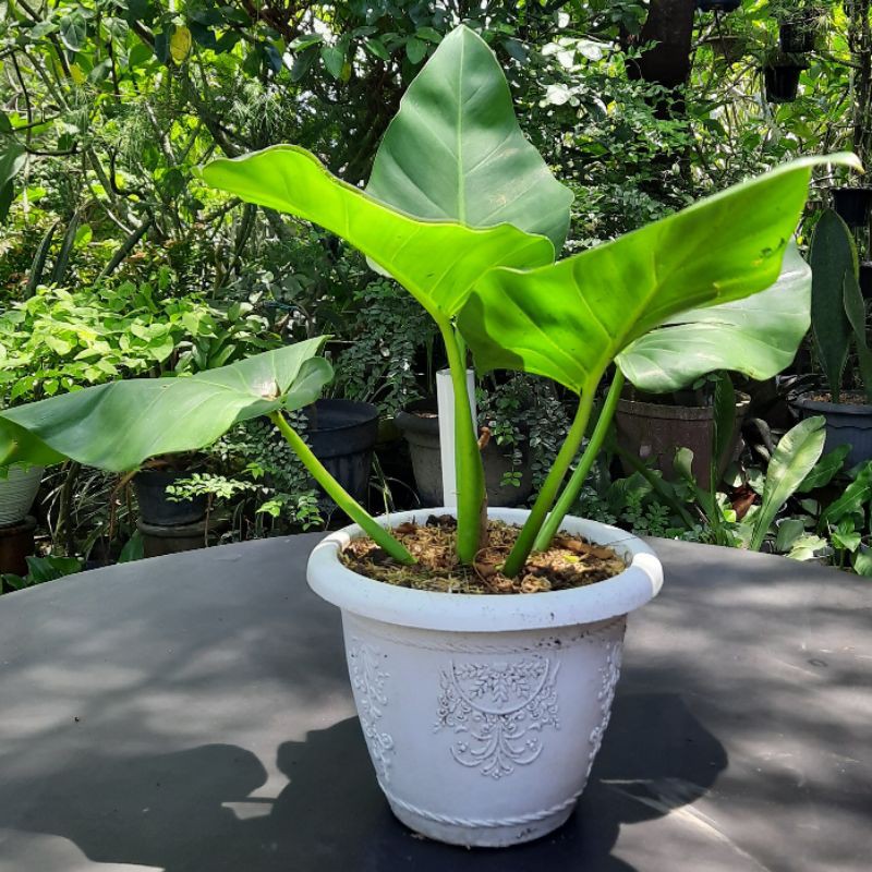 Jual Philodendron Giganteum ( Philo Marble ) | Shopee Indonesia