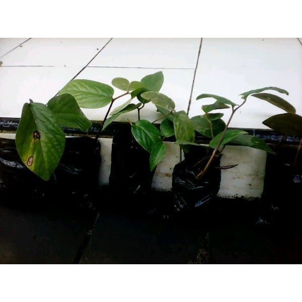 Jual segar "Daun Singa Depa Apama Tomentosa Murah" | Shopee Indonesia