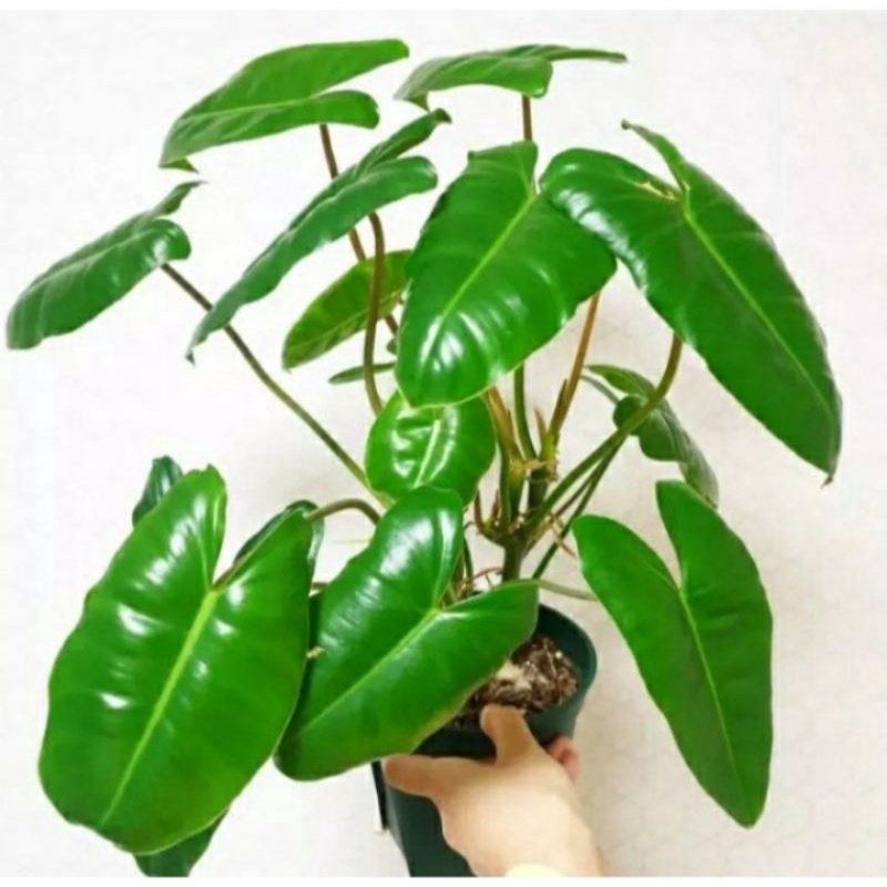 Jual Tanaman Hias Philodendron burle maxi Philo Brekele | Shopee Indonesia