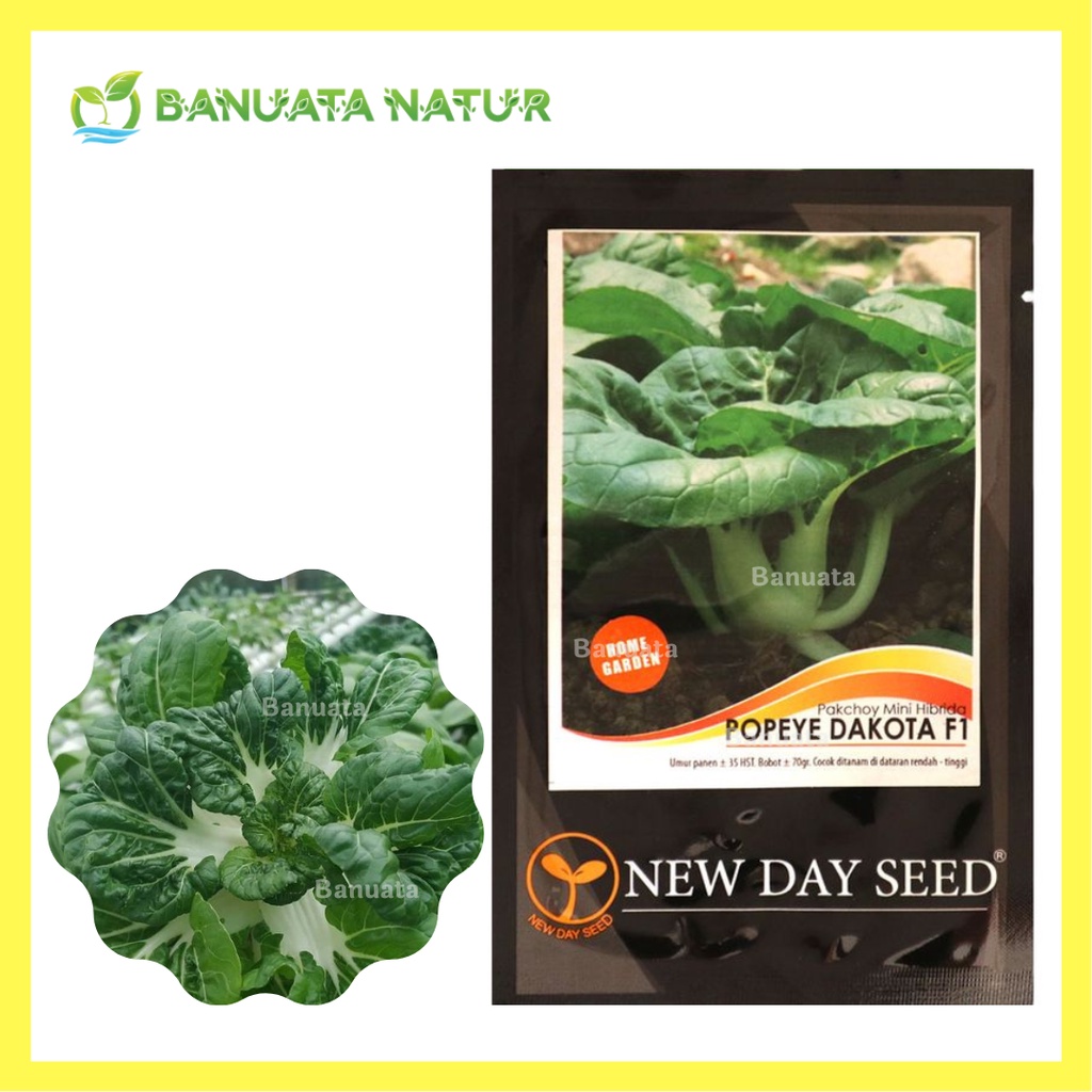 Jual Benih Pakcoy Mini Hibrida Popeye Dakota F1 New Day Seed ...