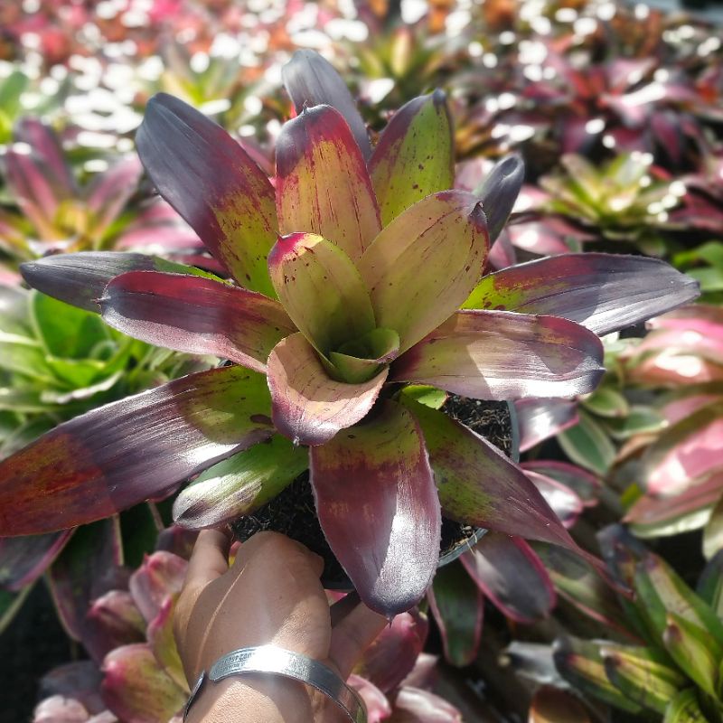 Jual Tanaman hias bunga bromelia stroberry / Bromeliad neoregelia ...
