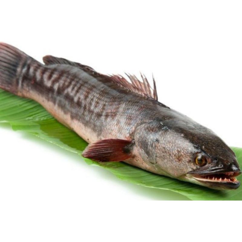 Jual IKAN GABUS HIDUP SEGAR 1KG | Shopee Indonesia