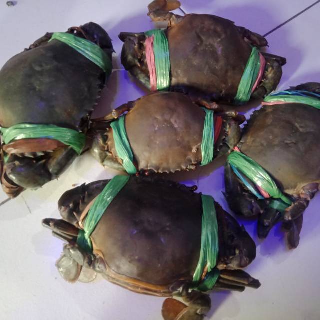 Jual Kapiting Bakau Tebal Dan Jumbo Isi Penuh Daging 1 Kg Isi 4 6