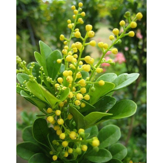 Jual pohon kemuning kuning pohon bunga culan-pohon pacar cina bibit ...