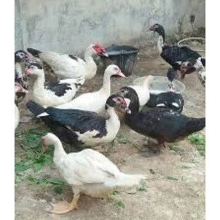 Jual Entok Terlengkap & Harga Terbaru Juni 2024 | Shopee Indonesia