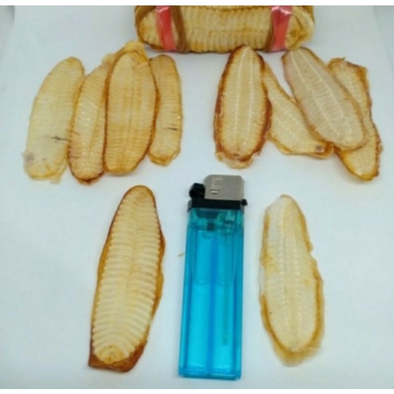 Jual ikan tempel asli | Shopee Indonesia