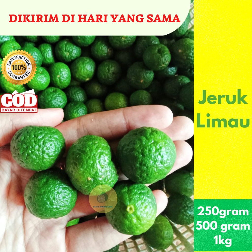 Jual Jeruk limau Fresh | Jeruk limo | Jeruk Sambal | Jeruk baso aci ...