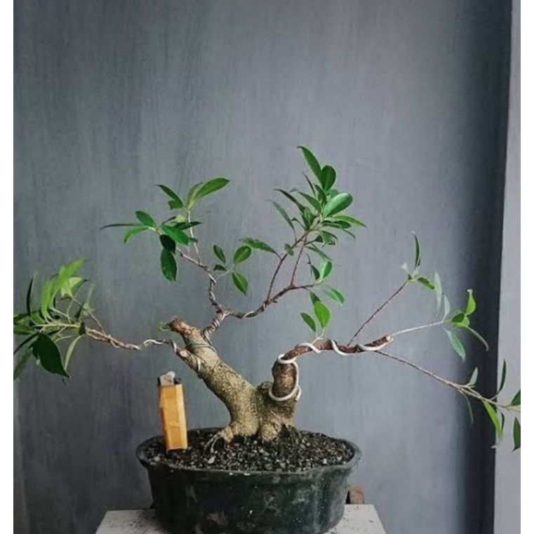 Jual Bonsai bringin kimeng | bahan bonsai bringin | Shopee Indonesia