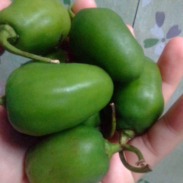 Jual Cabe Gendot 500gr - Cabe Bendot asli Garut | Shopee Indonesia