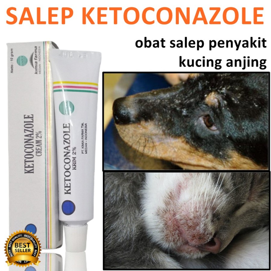 Jual salep ketoconazole Obat jamur kucing dan anjing terampuh atasi ...