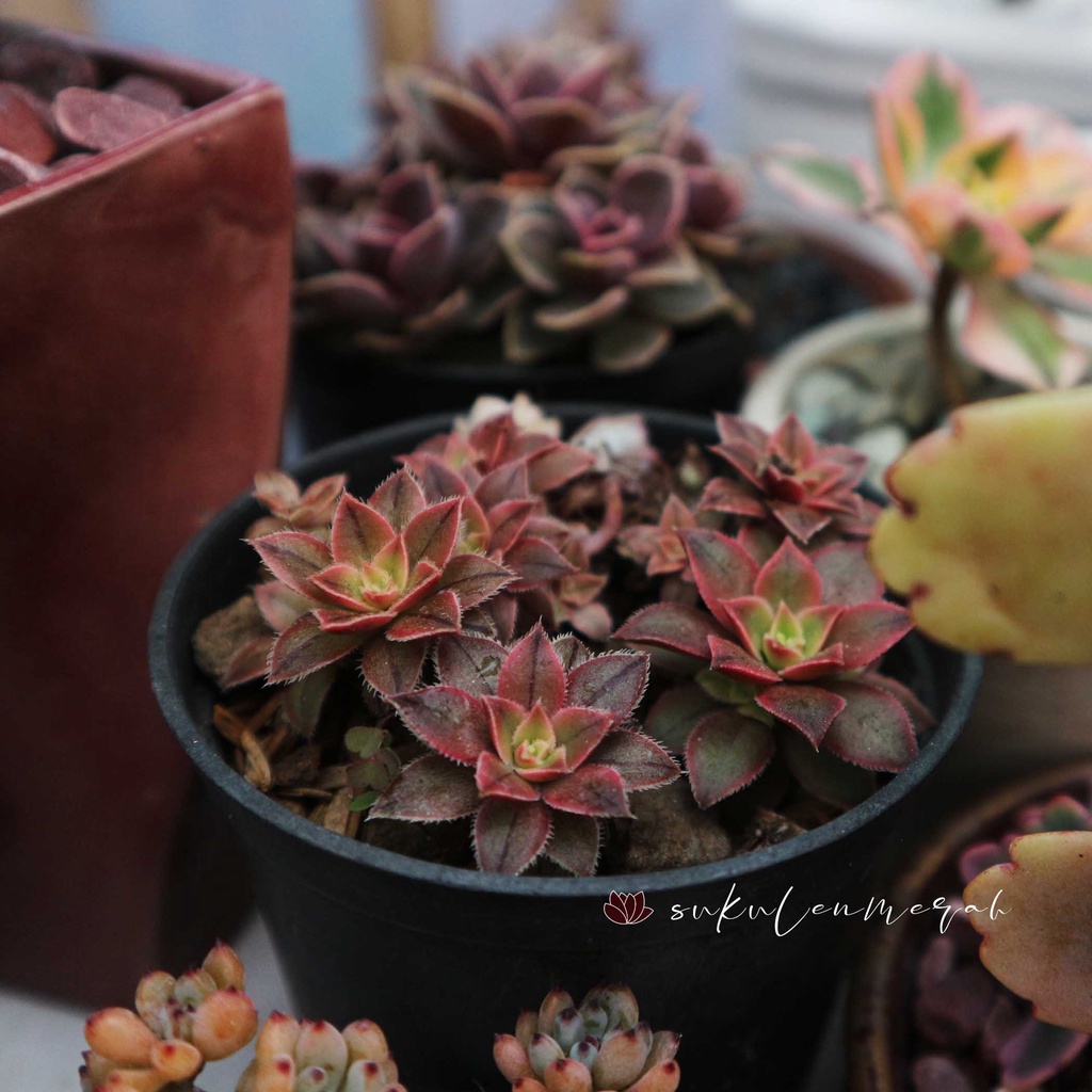 Jual POT bulat kotak gerabah Sukulen Kaktus Echeveria sekulen cactus ...