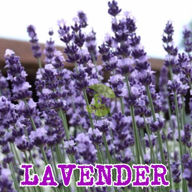 Jual Benih Bibit Bunga Lavender Benih Tanaman Lavender | Shopee Indonesia