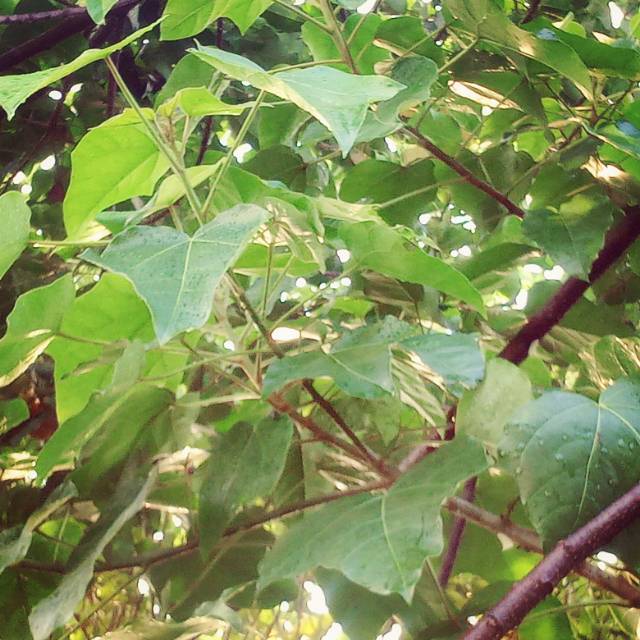 Jual Jual daun kemiri/muncang | Shopee Indonesia