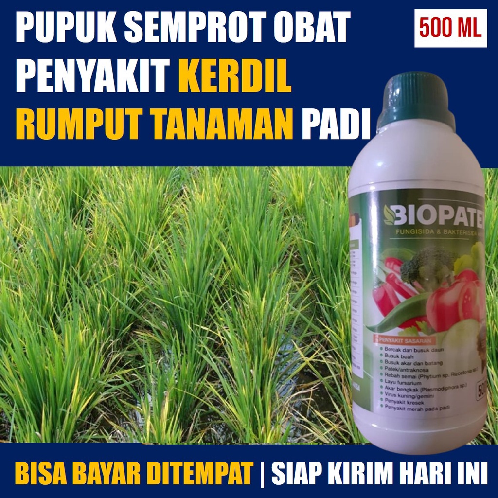 Jual 500 ML Biopatek Anti Kerdil Rumput Tanaman Padi - Obat Semprot Padi Hampa Tanpa Isi, Pupuk ...