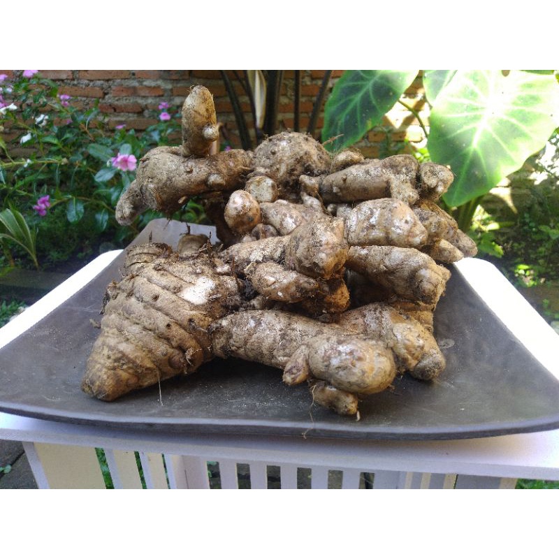 Jual TEMU IRENG TUA SEGAR BERKUALITAS 500GR | Shopee Indonesia