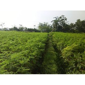 Jual Bibit Sengon Asli Purworejo - Bibit Albasia Unggul Murah | Shopee ...