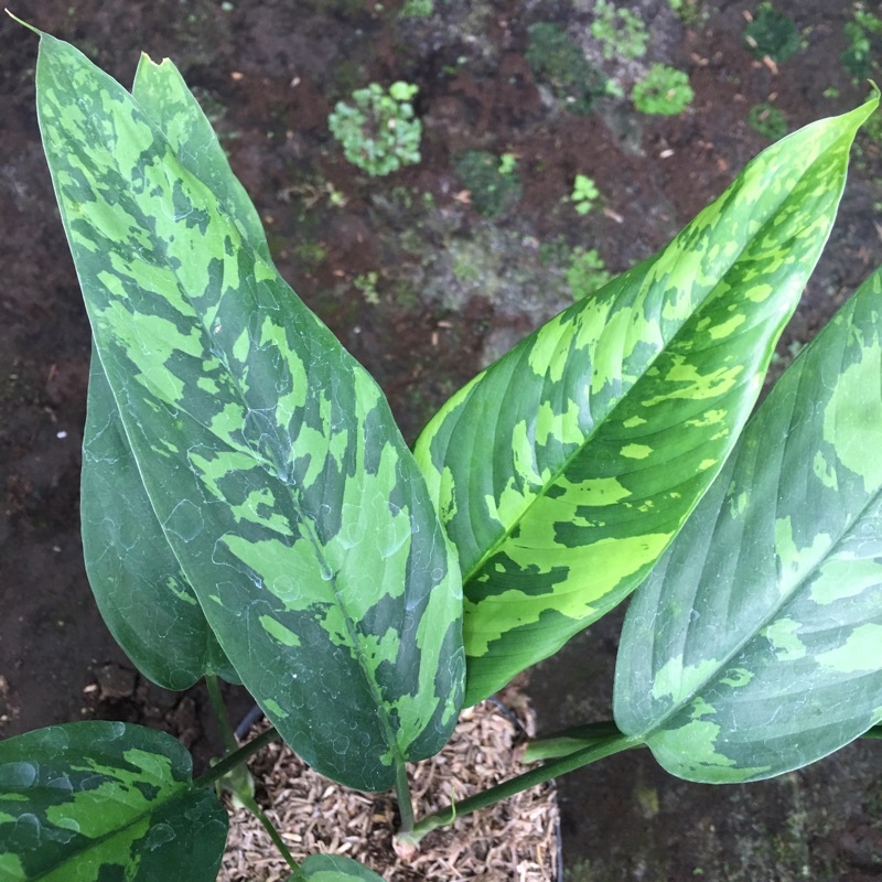 Jual homalomena army sesuai pic | Shopee Indonesia