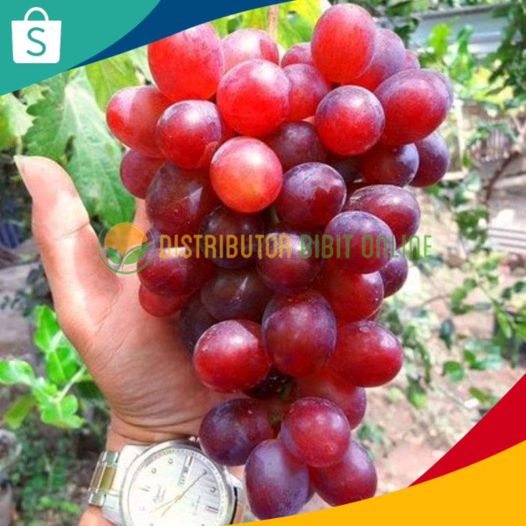 Jual Bibit Buah Anggur Merah Cepat Berbuah | Shopee Indonesia