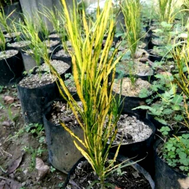 Jual Bibit Tanaman Bunga Puring Rambut Api Cantik | Shopee Indonesia