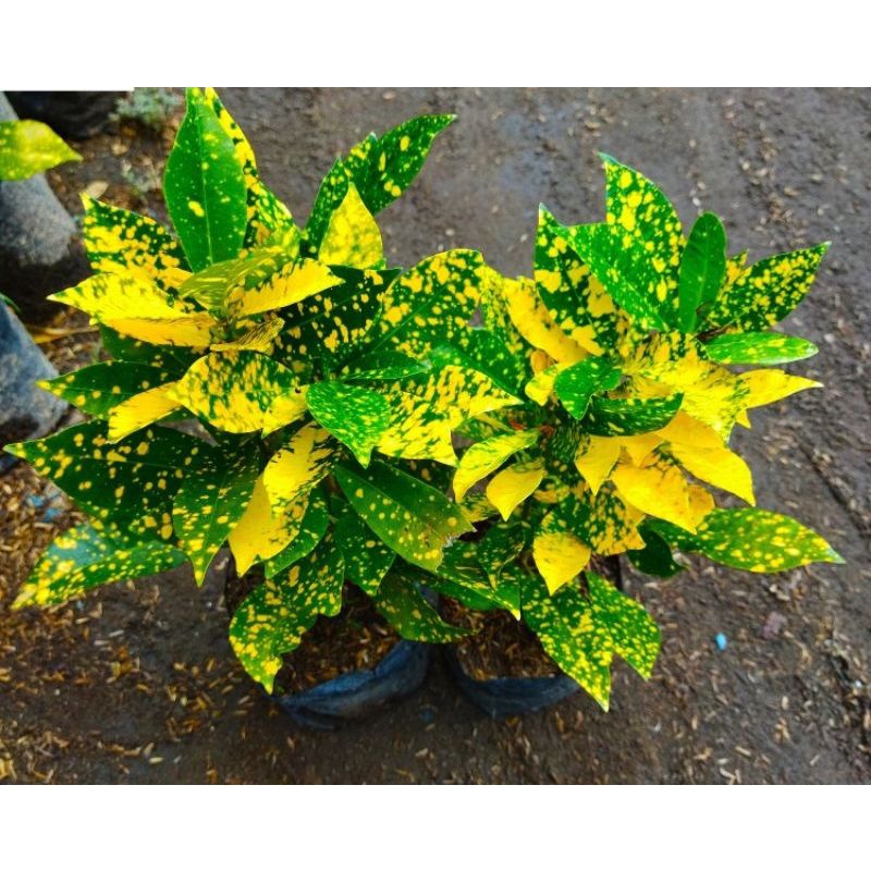 Jual tanaman hias puring daun kuning cantik, tanaman hias cantik, bunga ...