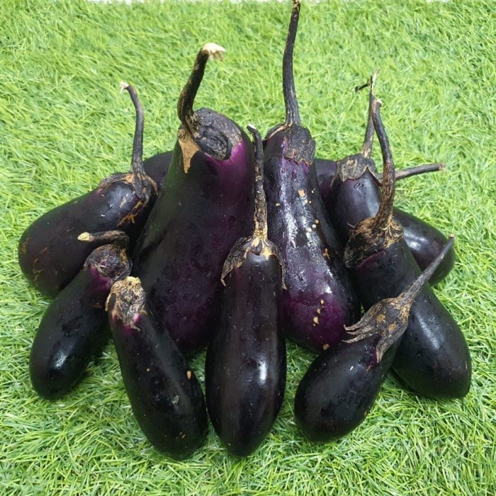 Jual TERONG JEPANG NASUBI (pack +/- 500g) | Shopee Indonesia