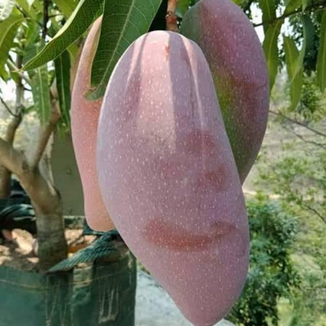 Jual BIBIT MANGGA RED INVORY 1 METER UP | Shopee Indonesia