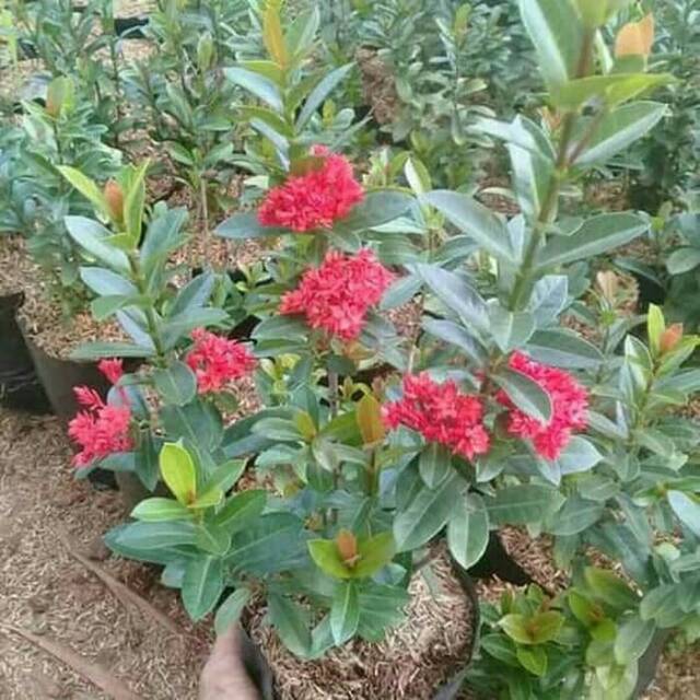 Jual Tanaman bunga asoka india pohon soka india bunga merah | Shopee ...
