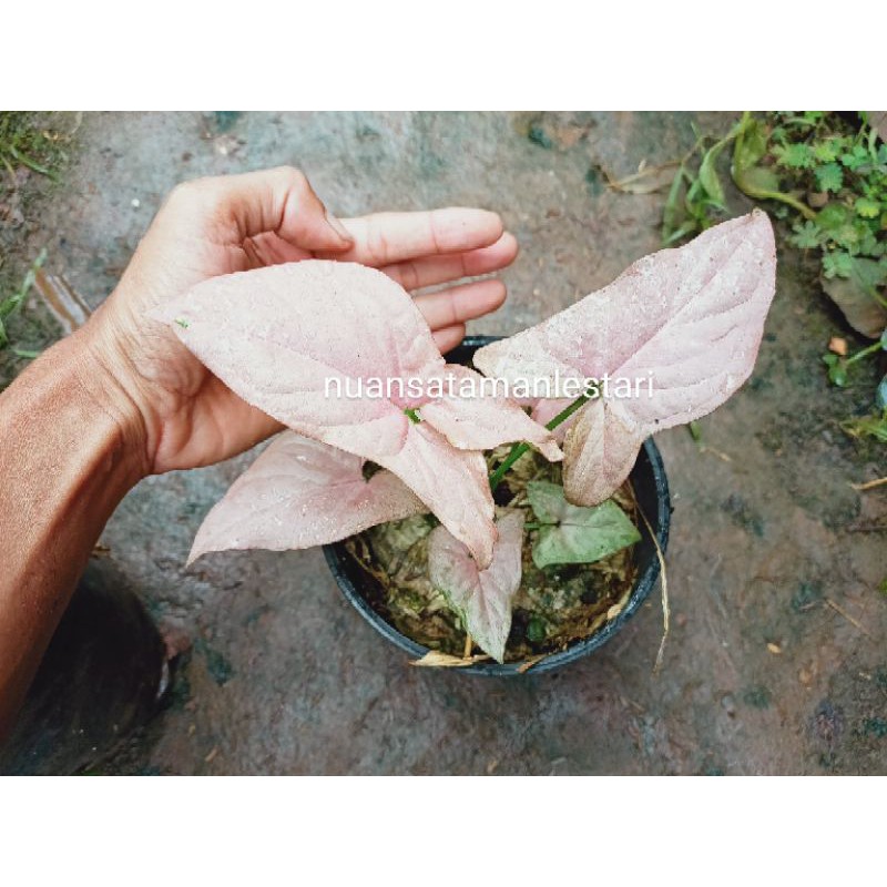 Jual Tanaman Hias Syngonium Pink / Pohon Syngonium Ping / SYNGONIUM ...