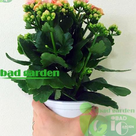 Jual FPC Cocor bebek bunga pink | kalanchoe blossfeldiana | Tanaman ...