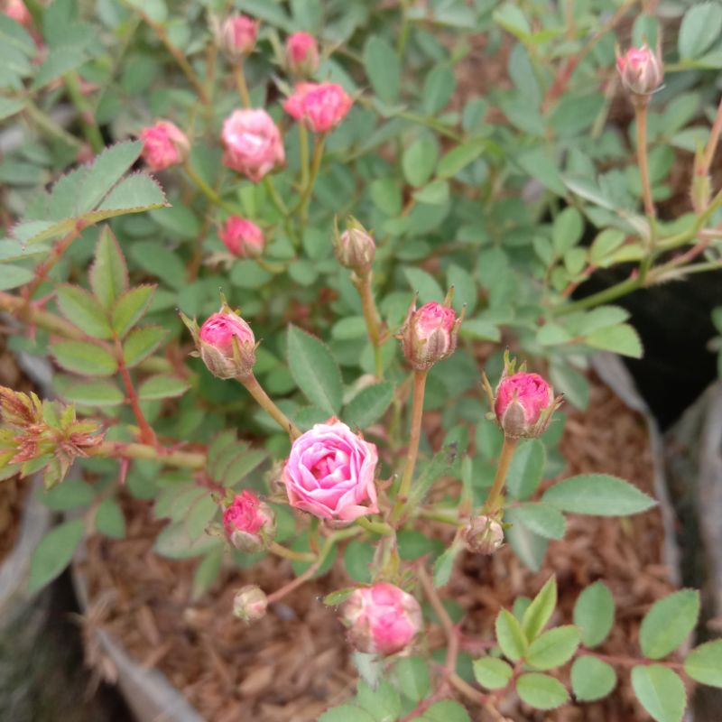 Jual bunga mawar Beby Ros Minion mawar mini mawar import | Shopee Indonesia