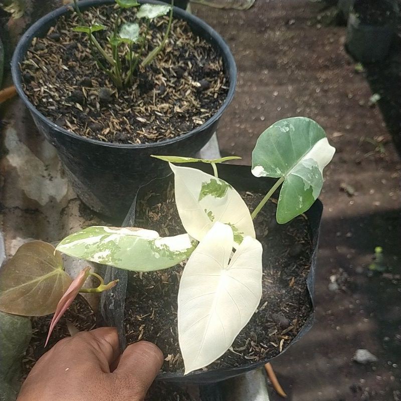 Jual Tanaman Sente varigata | Shopee Indonesia