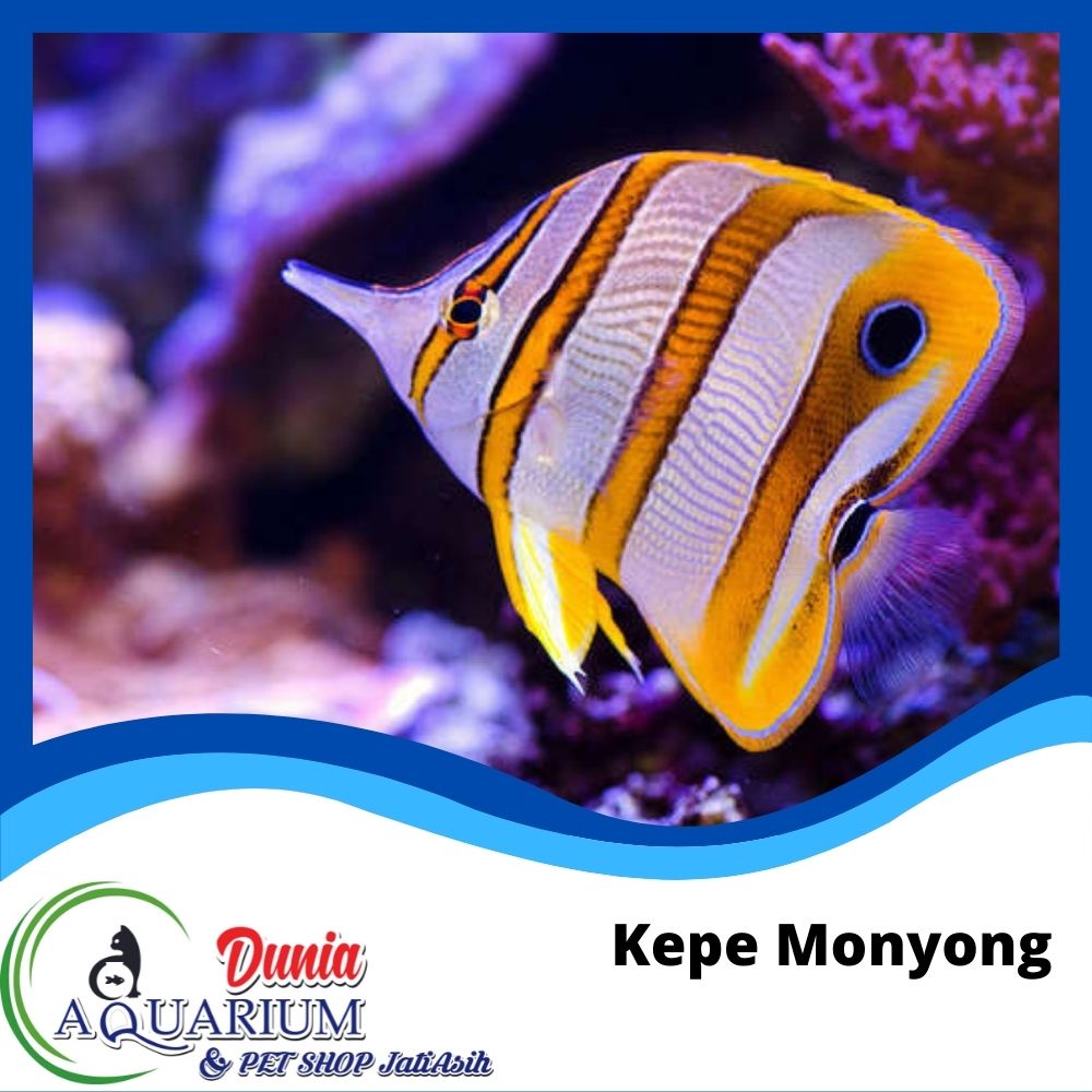 Jual Ikan Hias Kepe Monyong Butterfly Fish Akuarium Aquarium Laut ...
