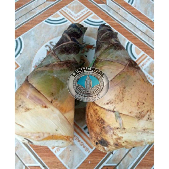 Jual rebung bambu kuning origininal segar 1kg | Shopee Indonesia