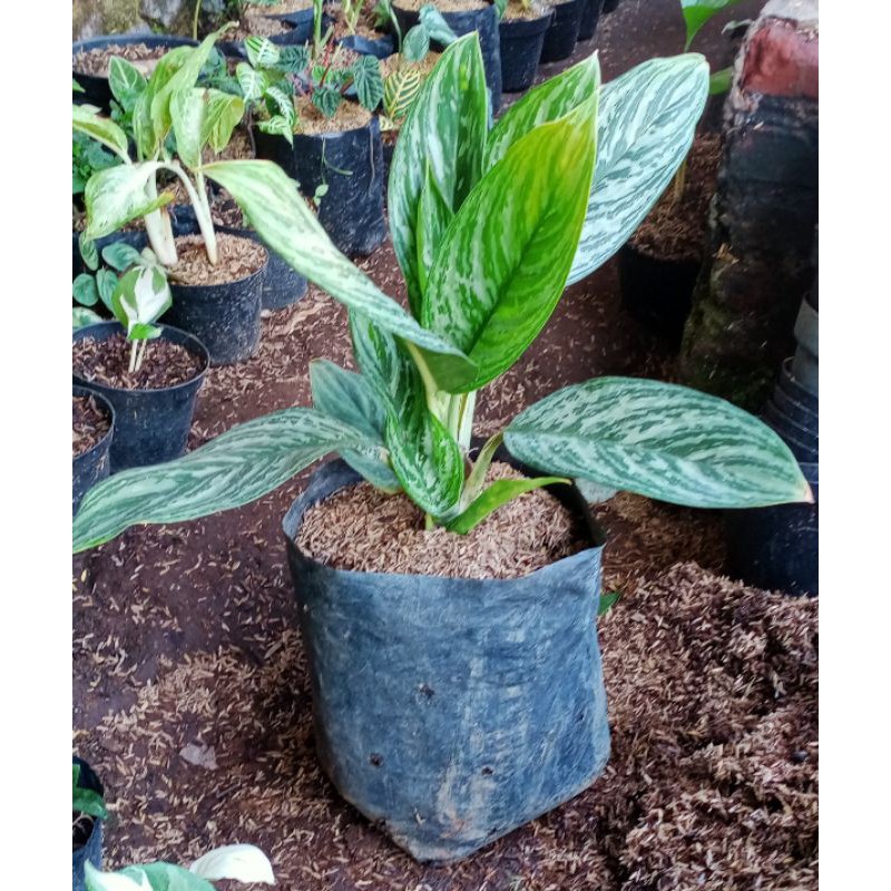 Jual tanaman hias diven silver | Shopee Indonesia